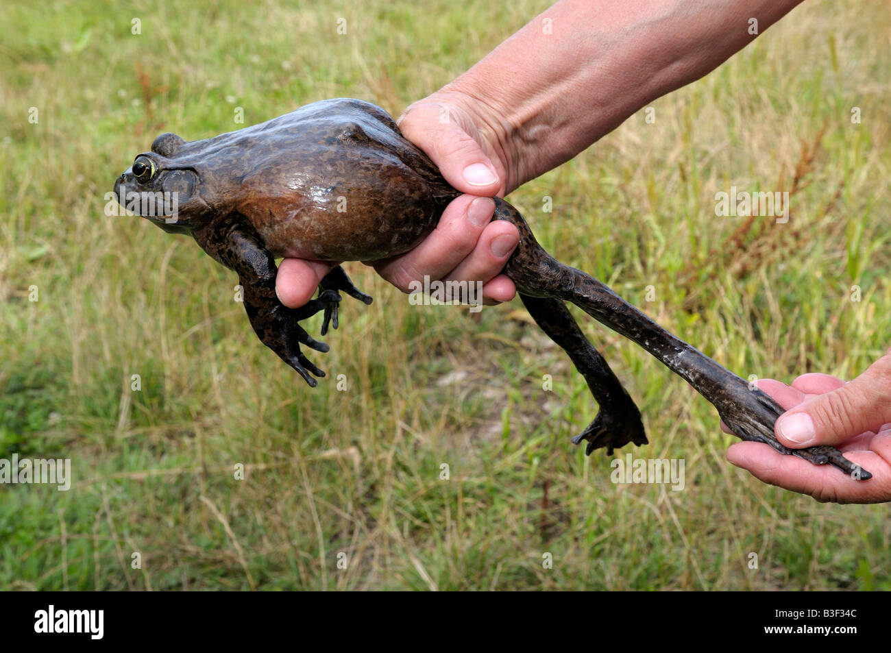 American Bullfrog (Rana catesbeiana), adult female held in hands Stock ...