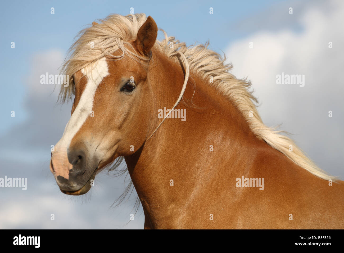 coldblood - portrait Stock Photo - Alamy
