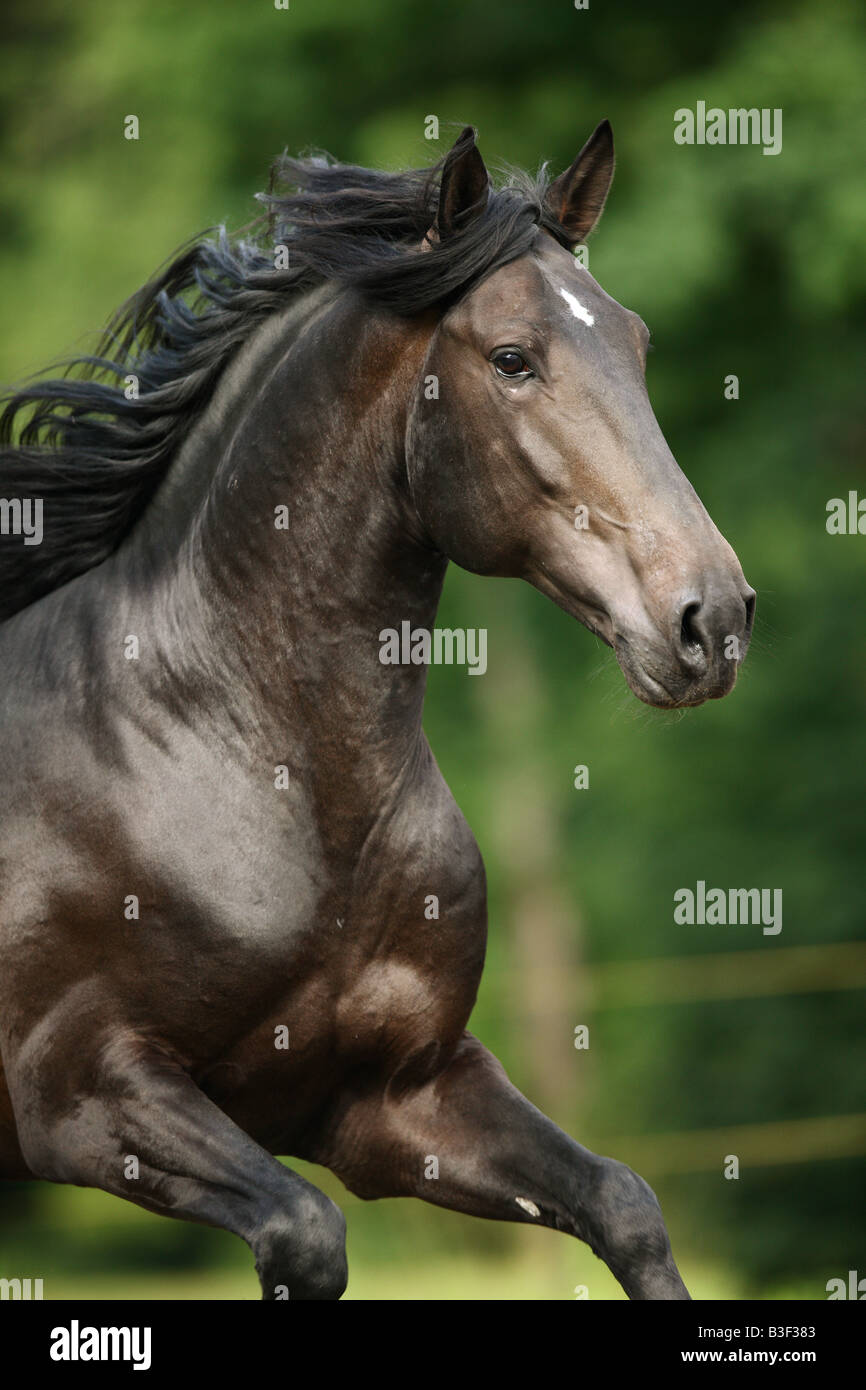 lusitano horse - portrait Stock Photo - Alamy