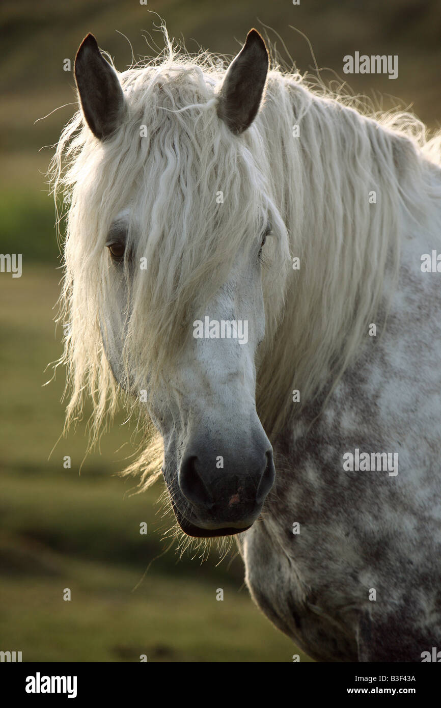 Percheron - portrait Stock Photo - Alamy