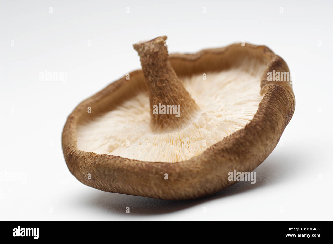 Upside down mushroom hi-res stock photography and images - Alamy