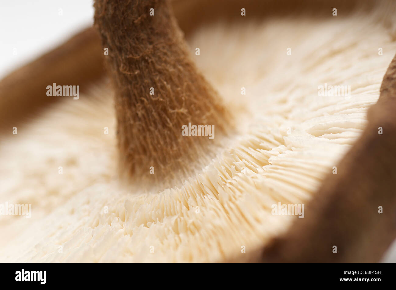 Upside down mushroom hi-res stock photography and images - Alamy