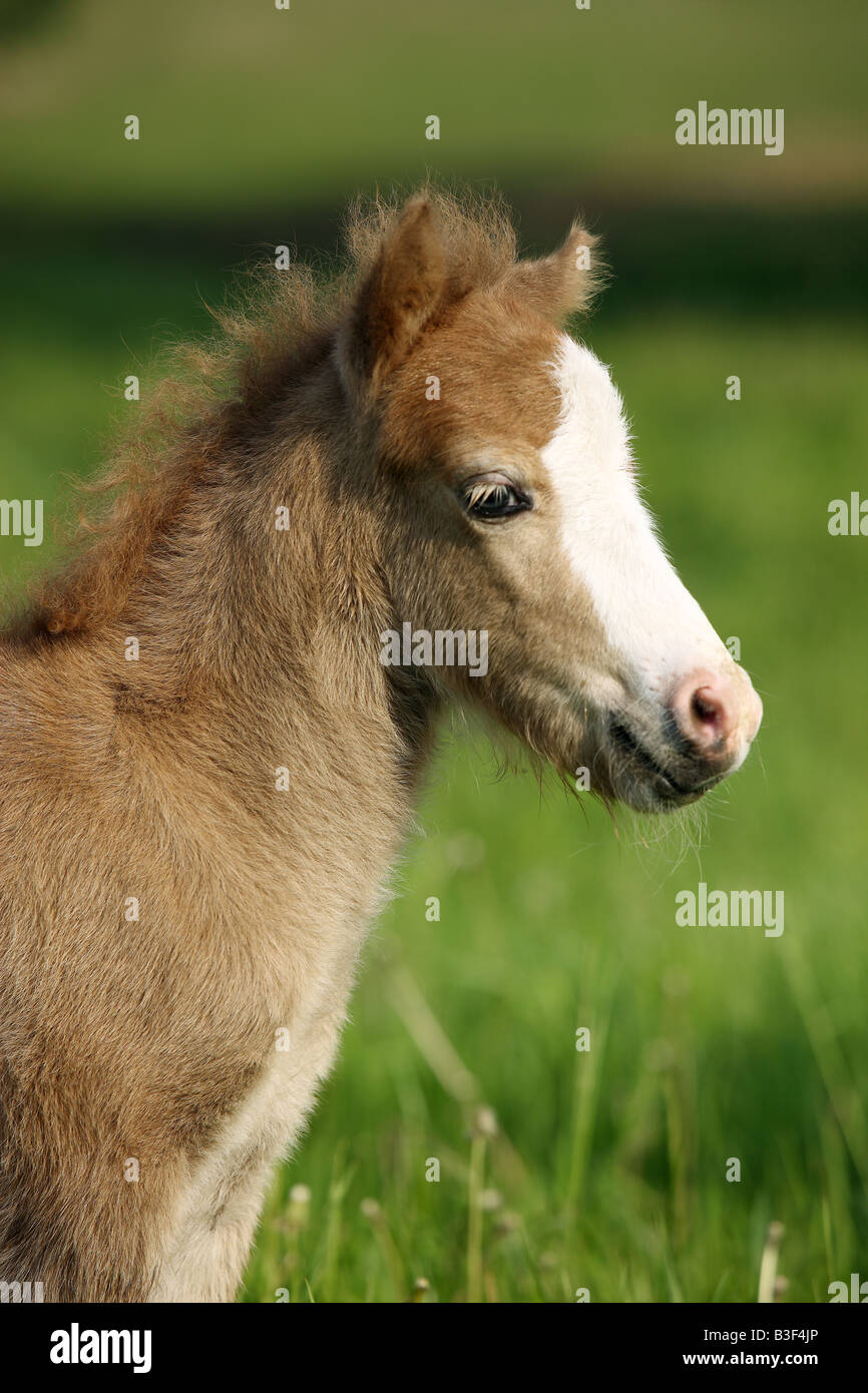 Shetlandpony foal - portrait Stock Photo - Alamy