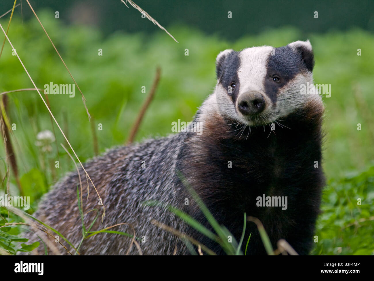 European Badger (Meles meles), UK Stock Photo - Alamy