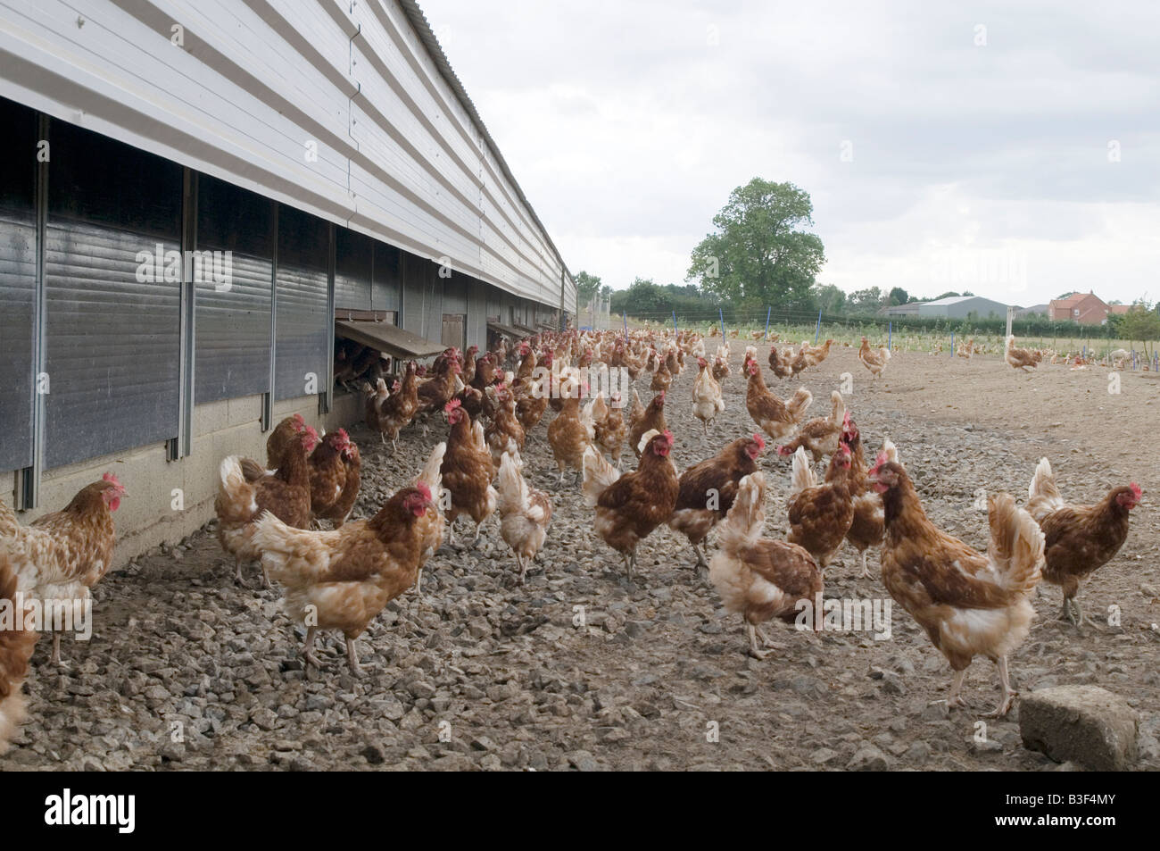 Freerange chicken chickens hen hens poultry free range eggs farming ...