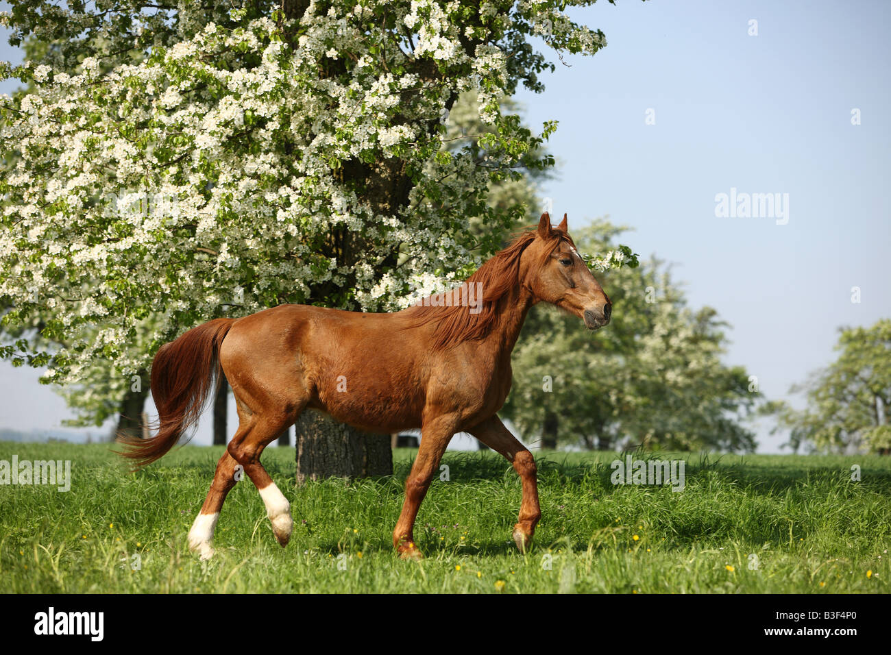 Trotter - trotting on meadow Stock Photo - Alamy