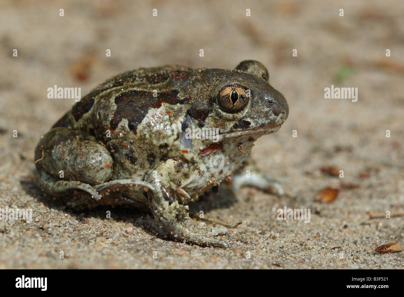 Common Spadefoot (Pelobates fuscus) on the ground. Germany Stock Photo ...