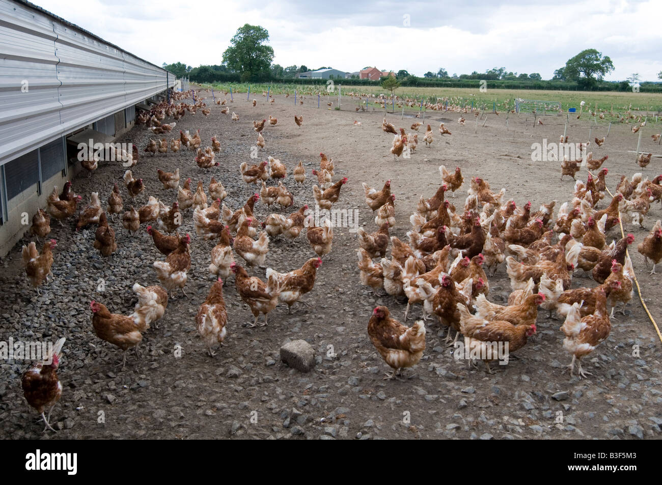 Freerange chicken chickens hen hens poultry free range eggs farming ...