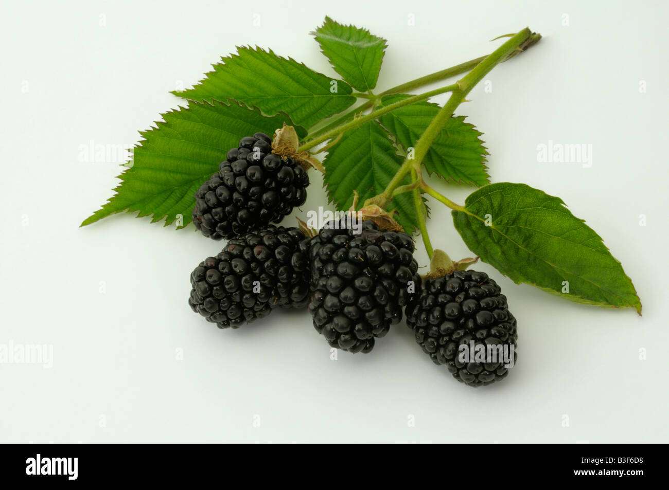 Blackberry, Bramble (Rubus fruticosus), twig with leaves and ripe ...