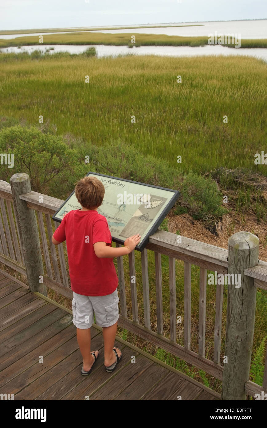 USA Virginia Assateague Island salt marsh Tom s Cove visitors learn ...