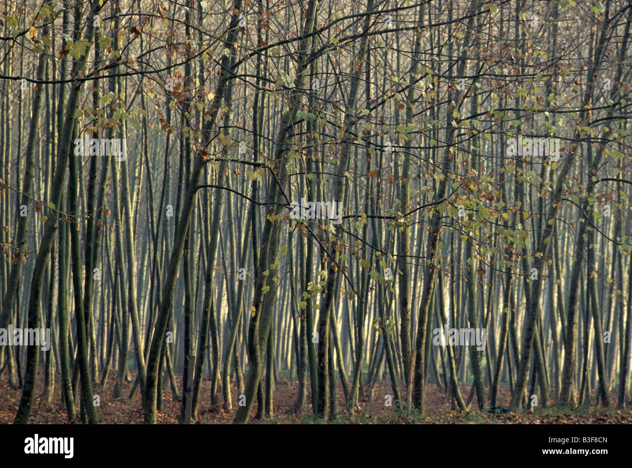 Tree patterns on forest road near Angles, Catalonia, Spain Stock Photo ...