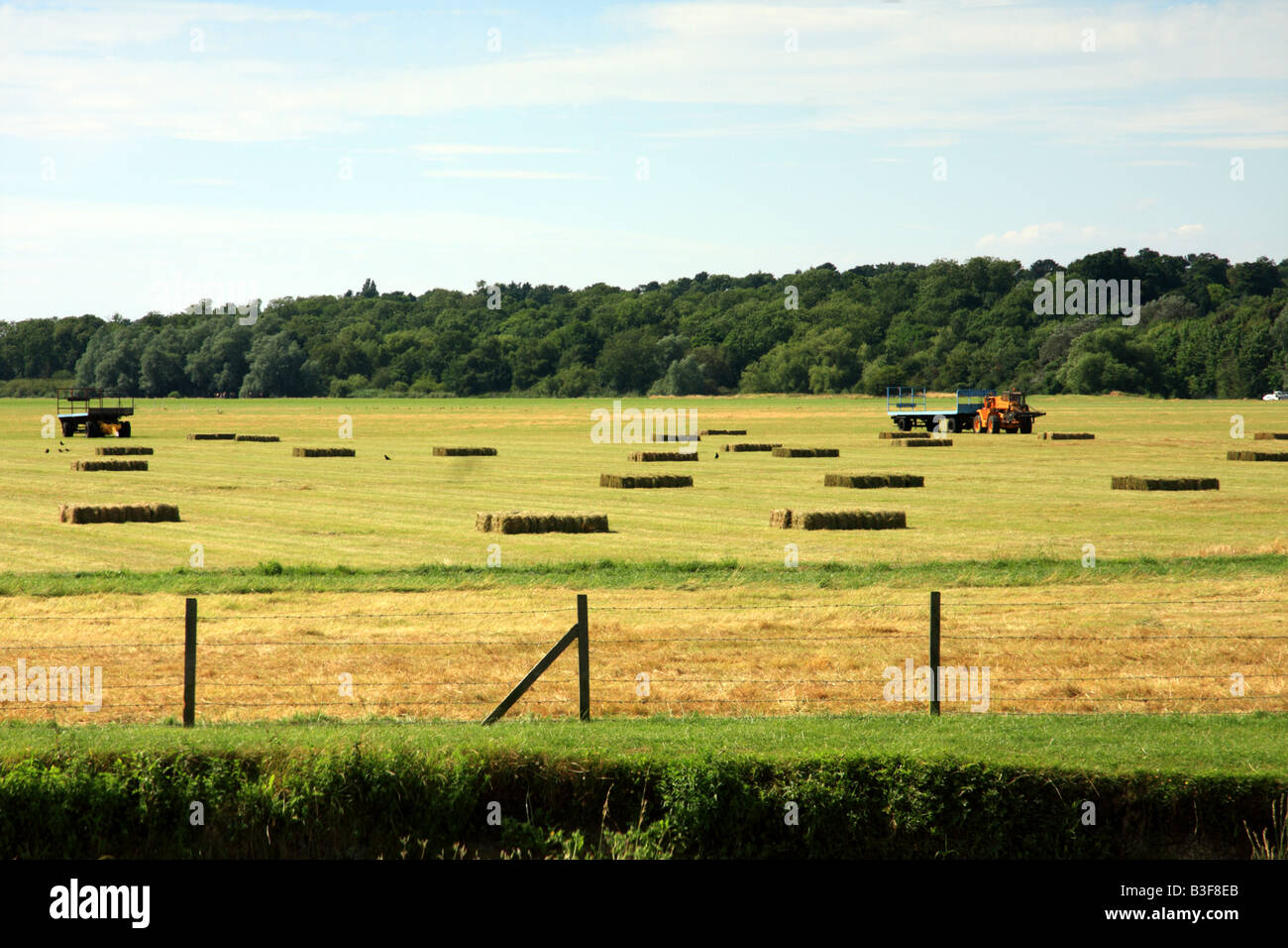 Hay bales in an open field with woods behind Stock Photo - Alamy