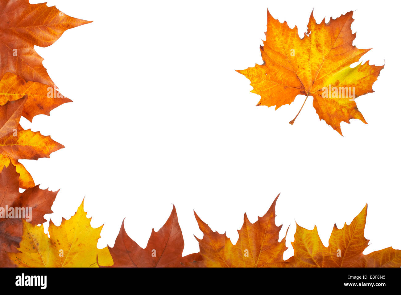 Colorful autumn corner made from leaves isolated on white background ...