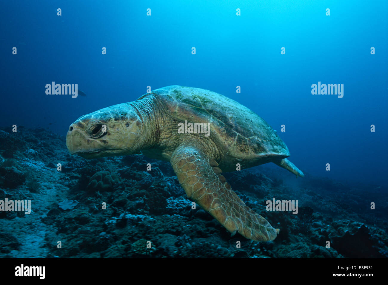Loggerhead turtle (caretta caretta), drifting Stock Photo - Alamy