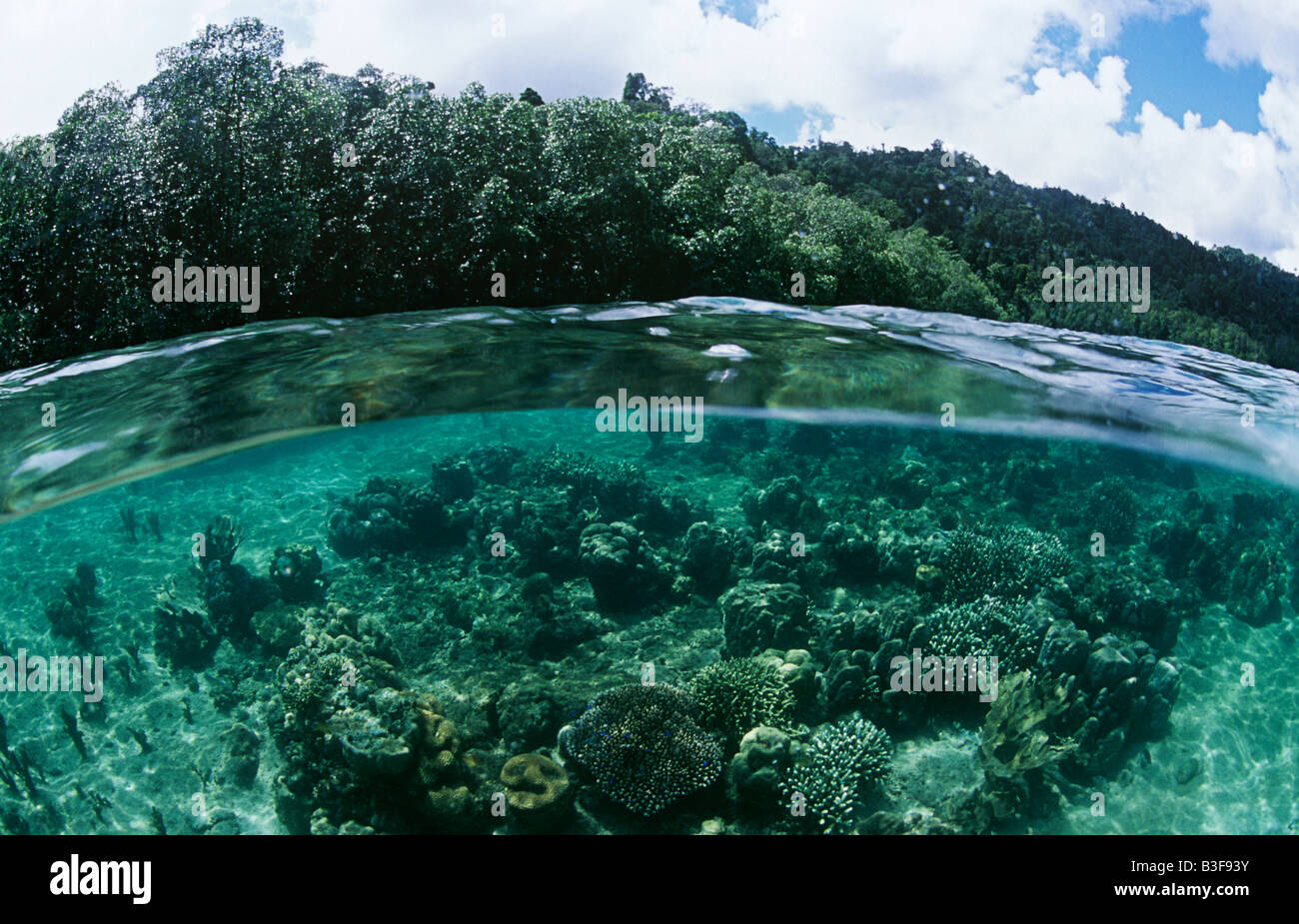 View of underwater scene and surface level view Stock Photo - Alamy