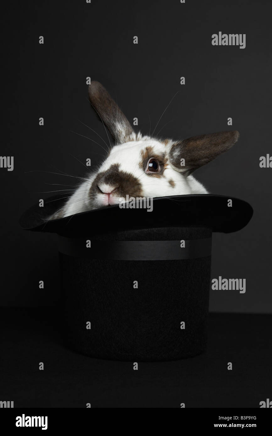 Rabbit in top hat, studio shot Stock Photo - Alamy