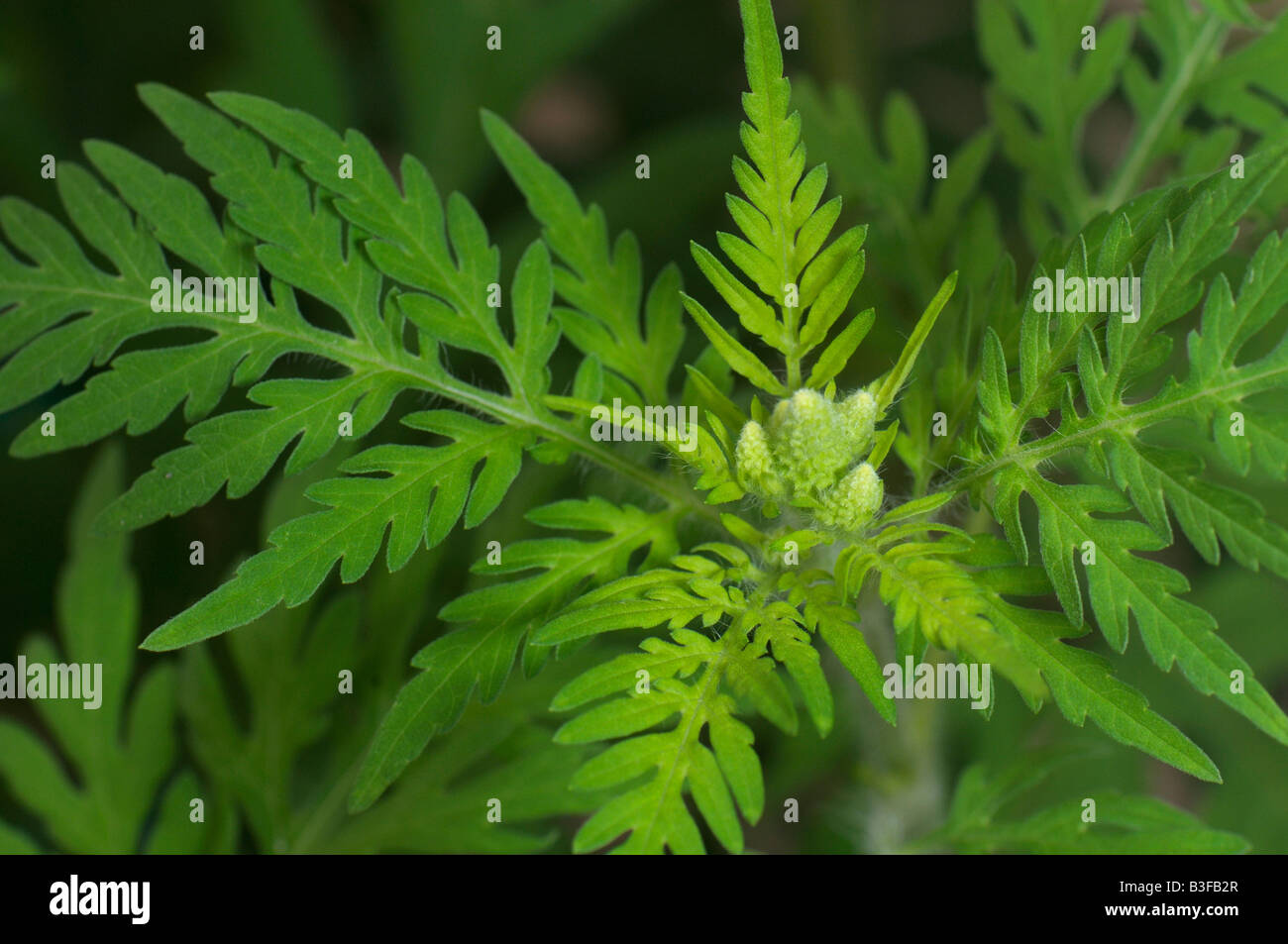 Annual Ragweed, Common Ragweed (Ambrosia artemisiifolia), twig with ...