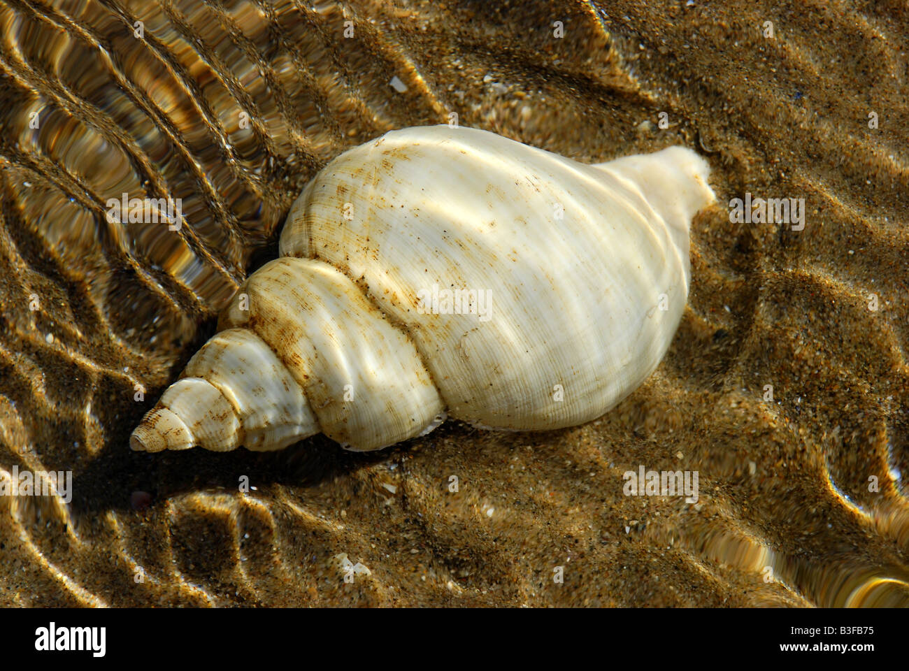 Common whelk shell hi-res stock photography and images - Alamy