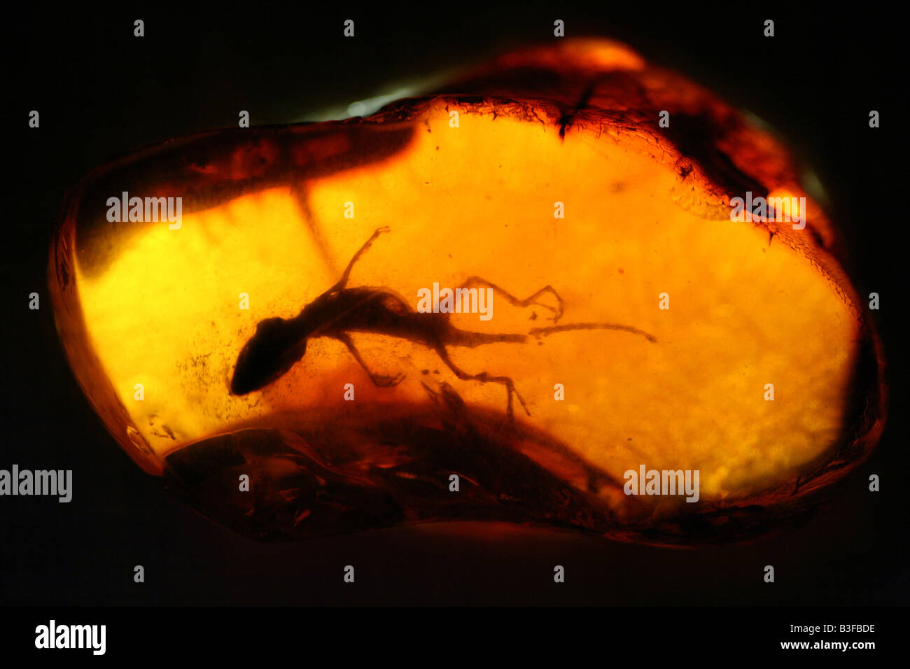 Museo del ambar dominican republic hi-res stock photography and images ...