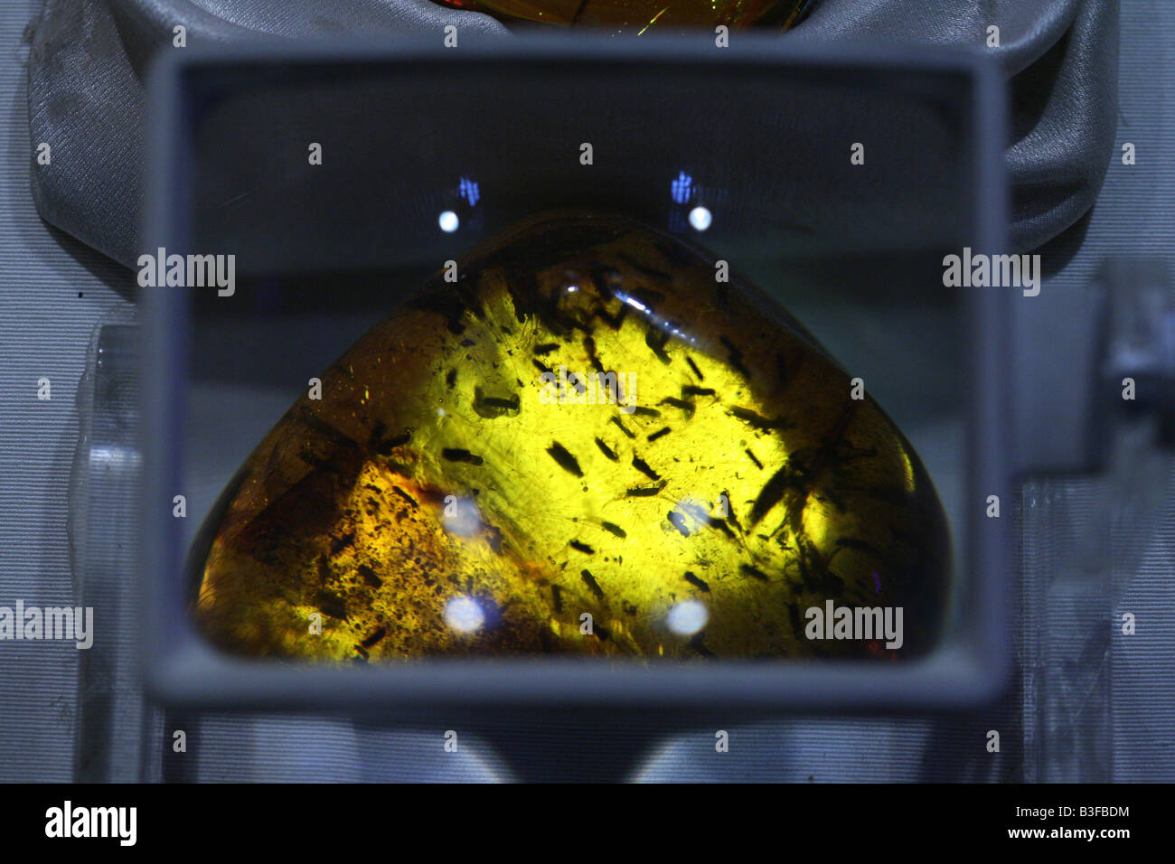 Prehistoric insects hi-res stock photography and images - Alamy