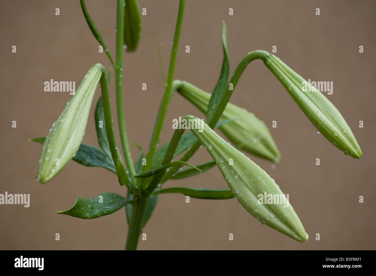 Unopened Lily buds with raindrops Stock Photo - Alamy