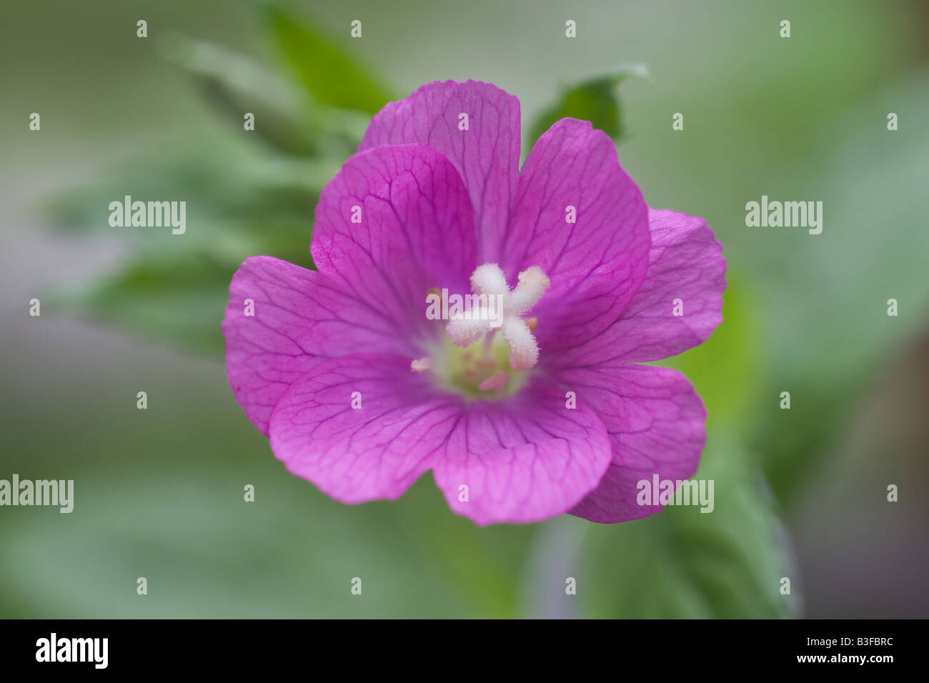 Open red flower hi-res stock photography and images - Alamy