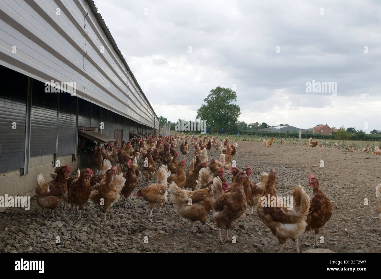 Freerange chicken chickens hen hens poultry free range eggs farming ...