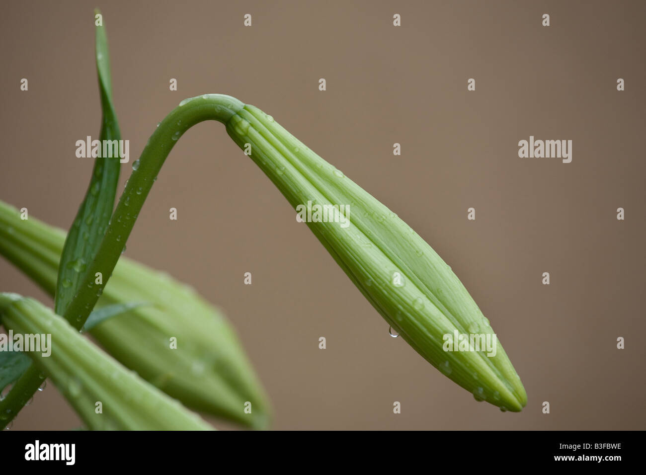 Unopened Lily buds with raindrops Stock Photo - Alamy