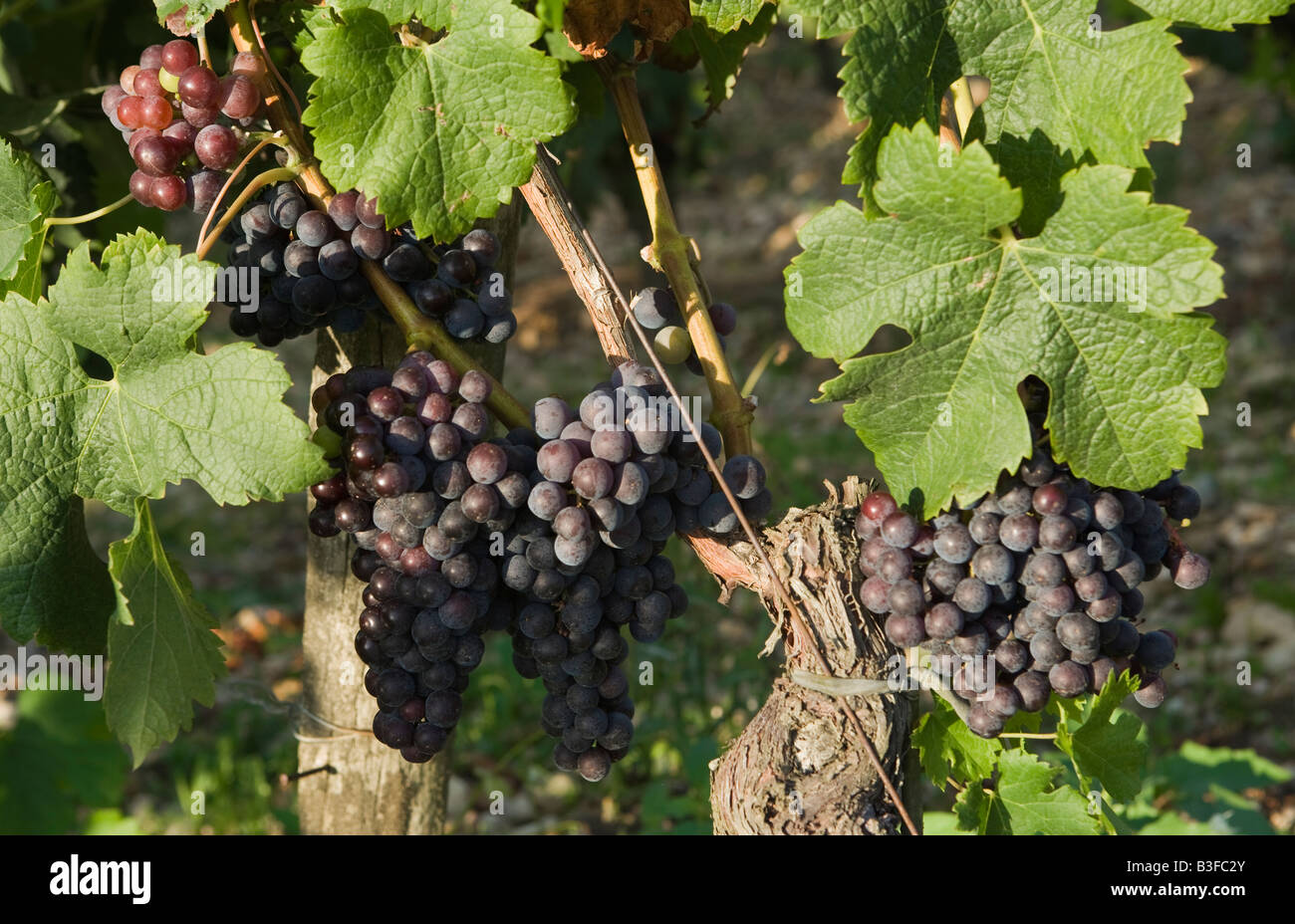 wine grape vine Bordeaux France French red Stock Photo - Alamy