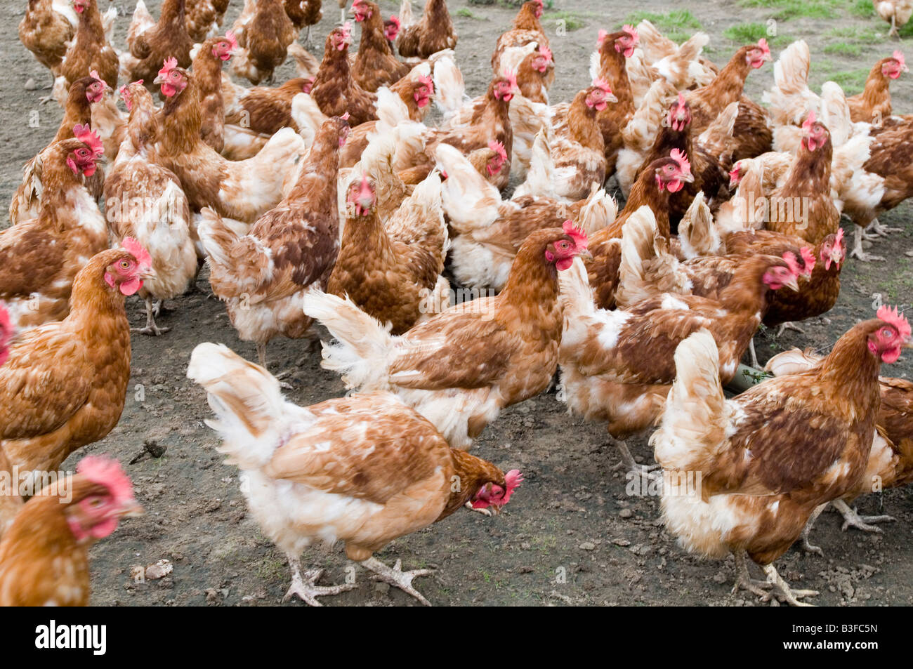 Freerange hens hi-res stock photography and images - Alamy