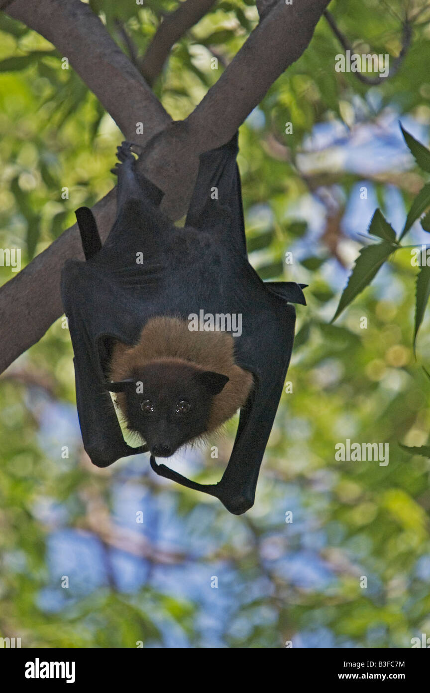 fruit bat - flying fox Stock Photo - Alamy