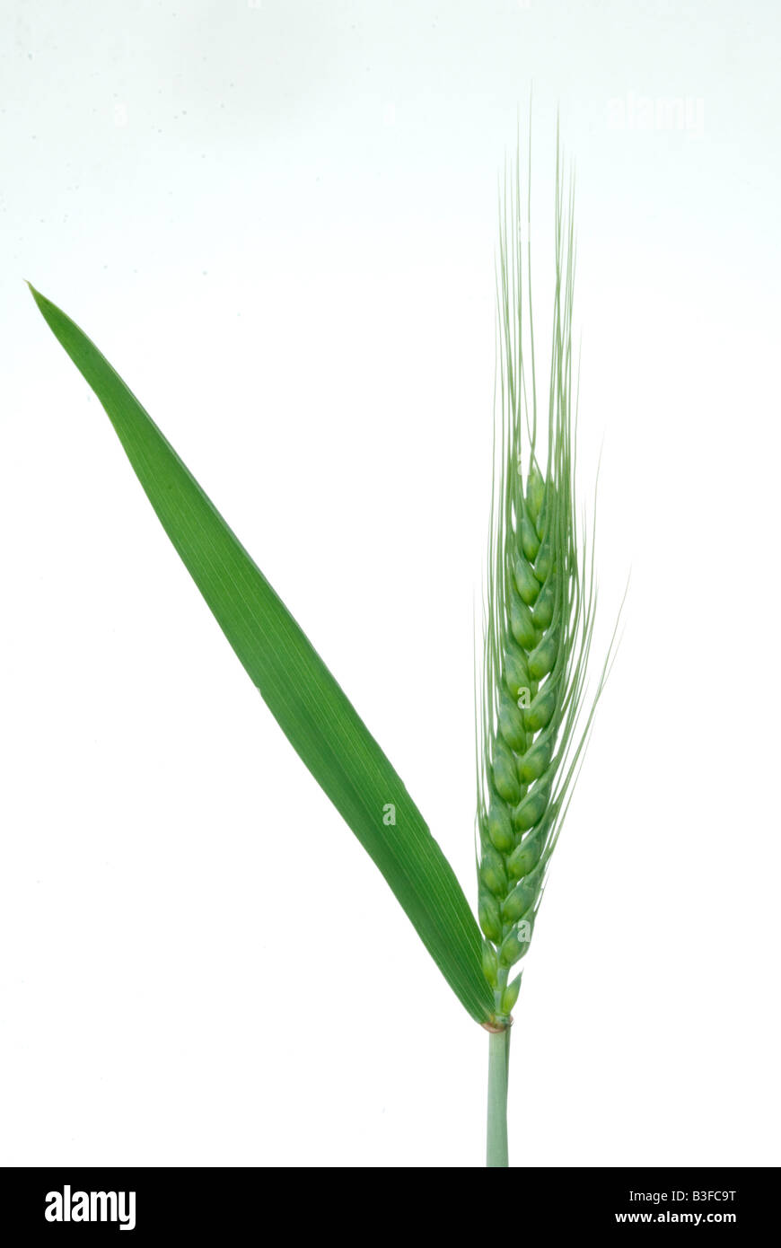 Ear of wheat Stock Photo - Alamy