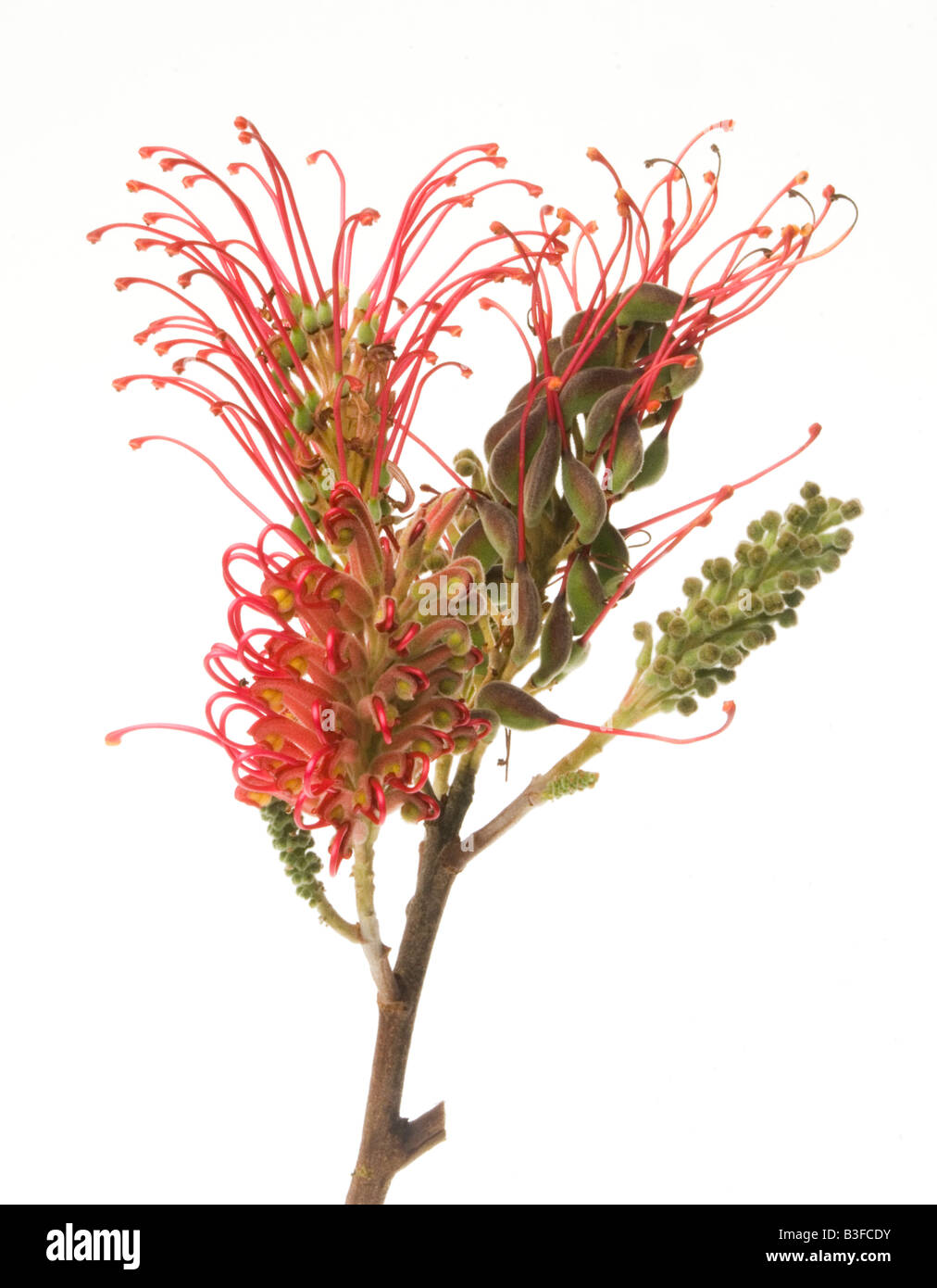 Grevillea seed hi-res stock photography and images - Alamy