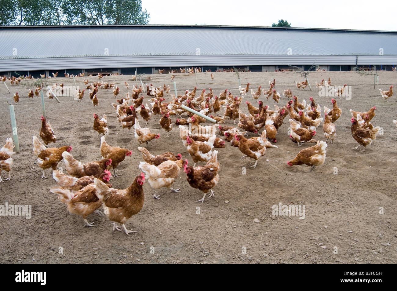 Freerange chicken chickens hen hens poultry free range eggs farming ...