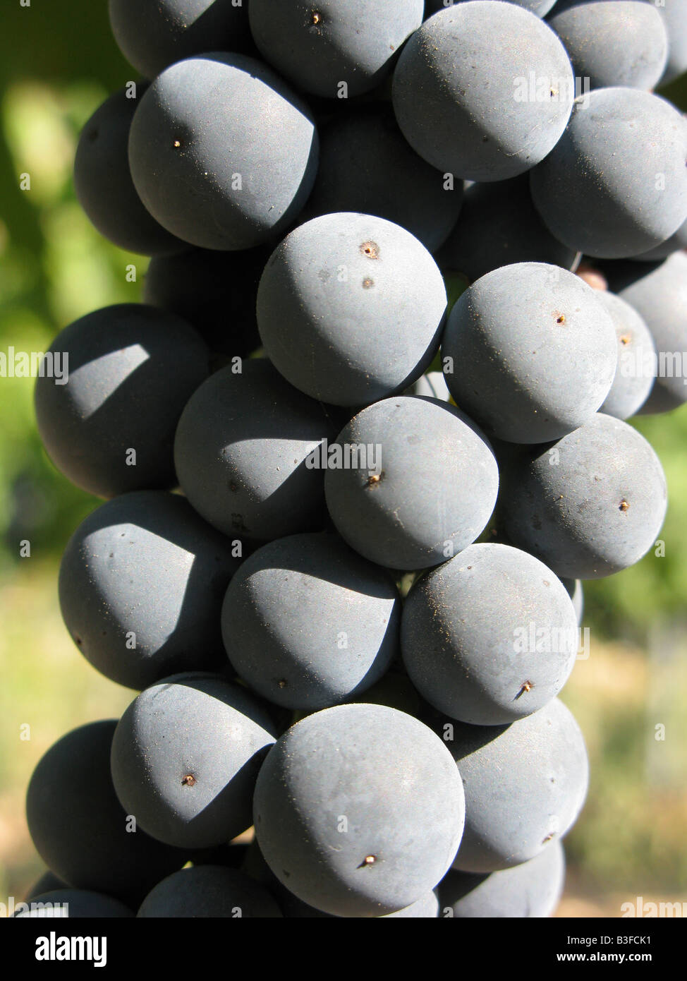 Closeup Cluster High Resolution Stock Photography and Images - Alamy