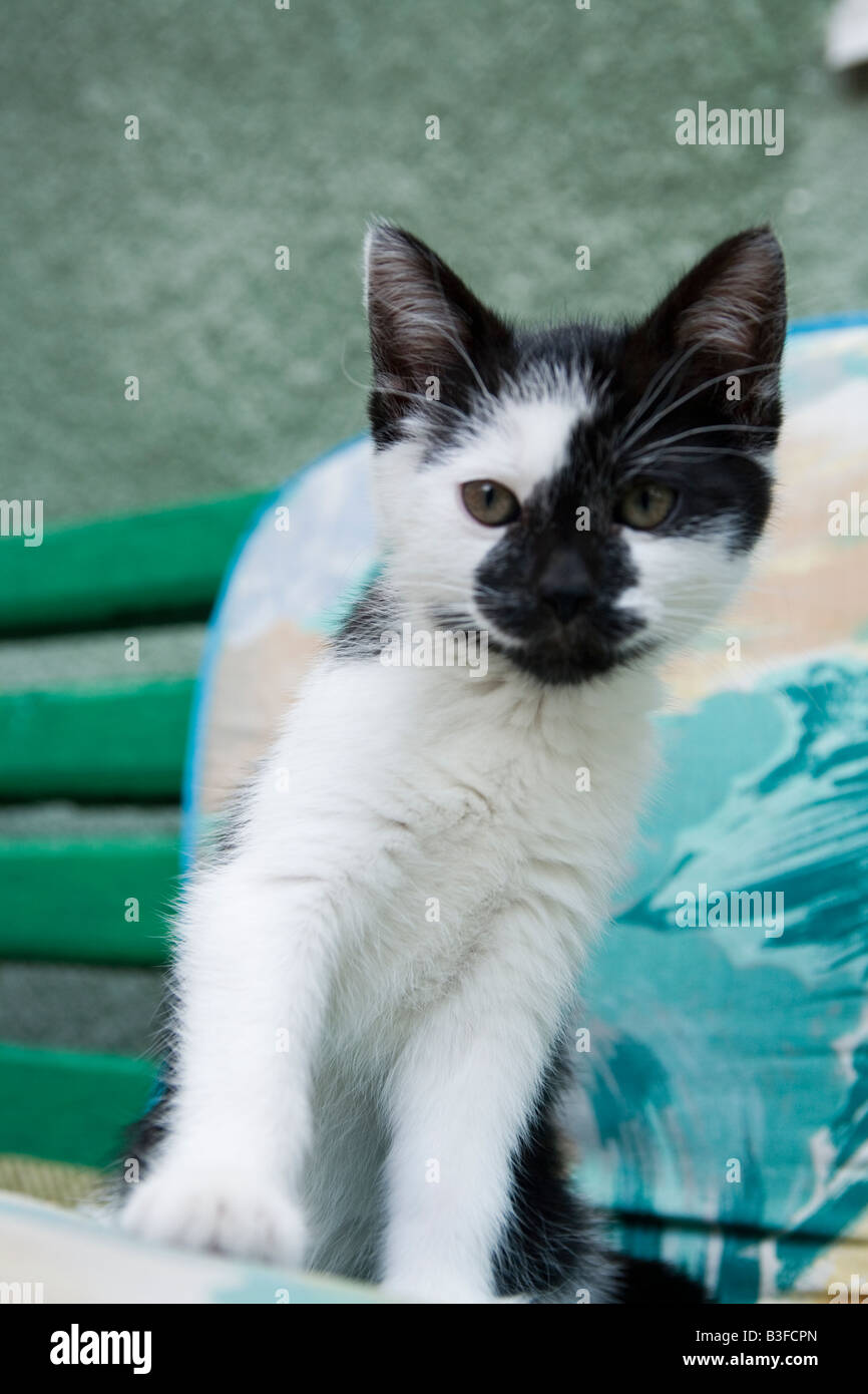 Cute white baby cat hi-res stock photography and images - Alamy