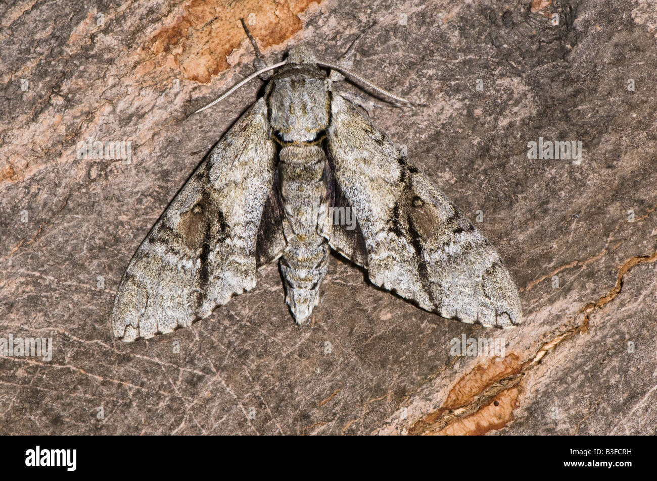 Ash sphinx moth Manduca jasminearum Stock Photo - Alamy