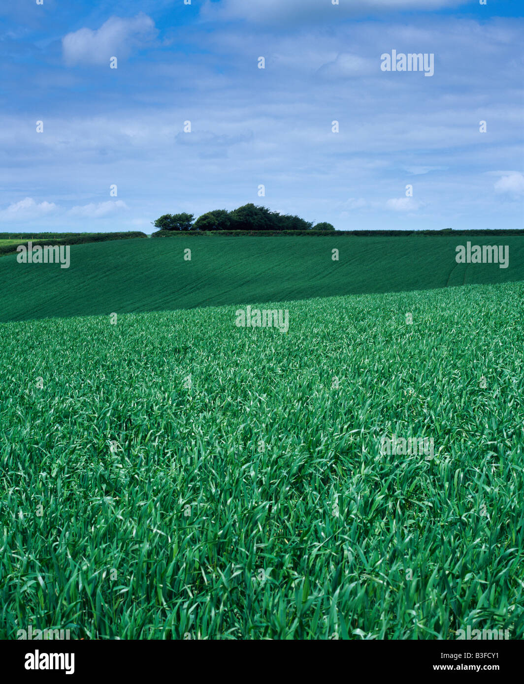 A field of new crops growing in early summer at West Buckland near ...