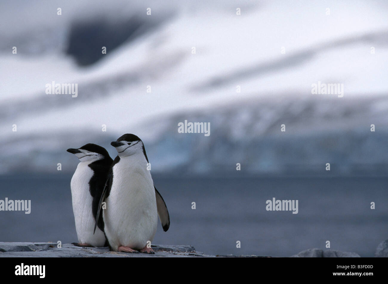 PENGUIN, Pygoscelis antarctica, Chinstrap Penguin, Antarctica peninsula ...