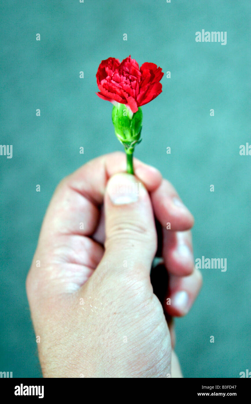 Hand holding red carnation flower Stock Photo - Alamy