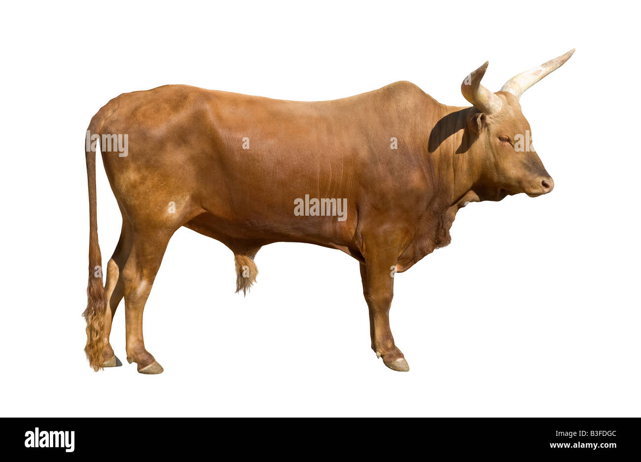 Egyptian hamitic longhorn hi-res stock photography and images - Alamy