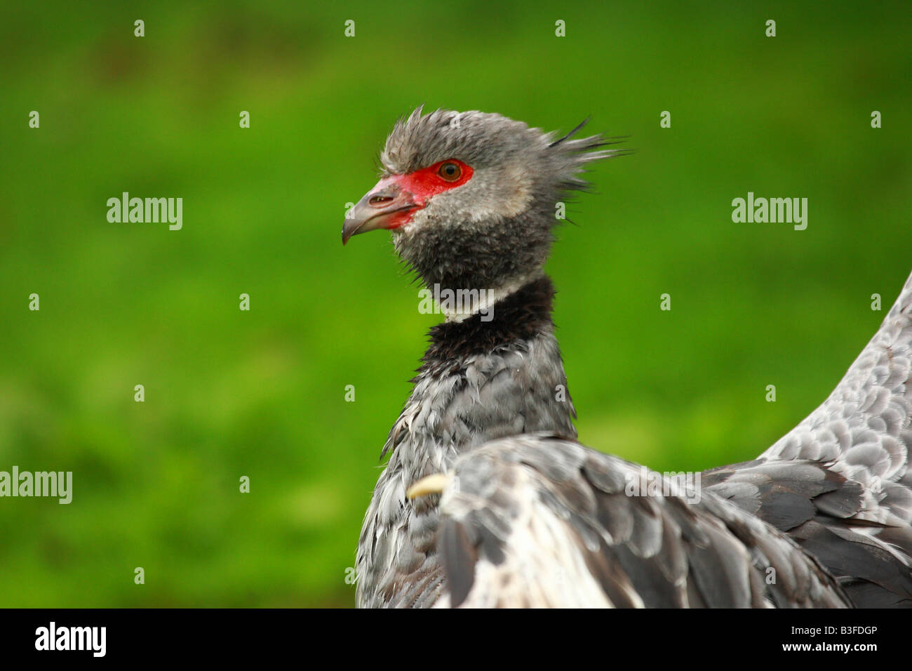 Crested Screamer, Screamer, South American Screamer Stock Photo - Alamy