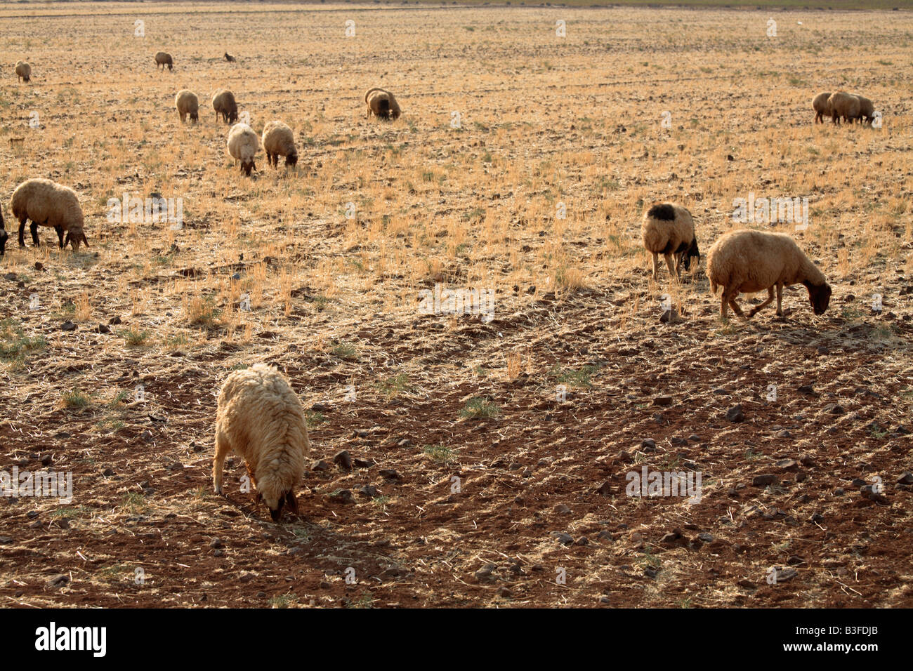 Flock of sheep pasturing in the field, Syria Stock Photo - Alamy