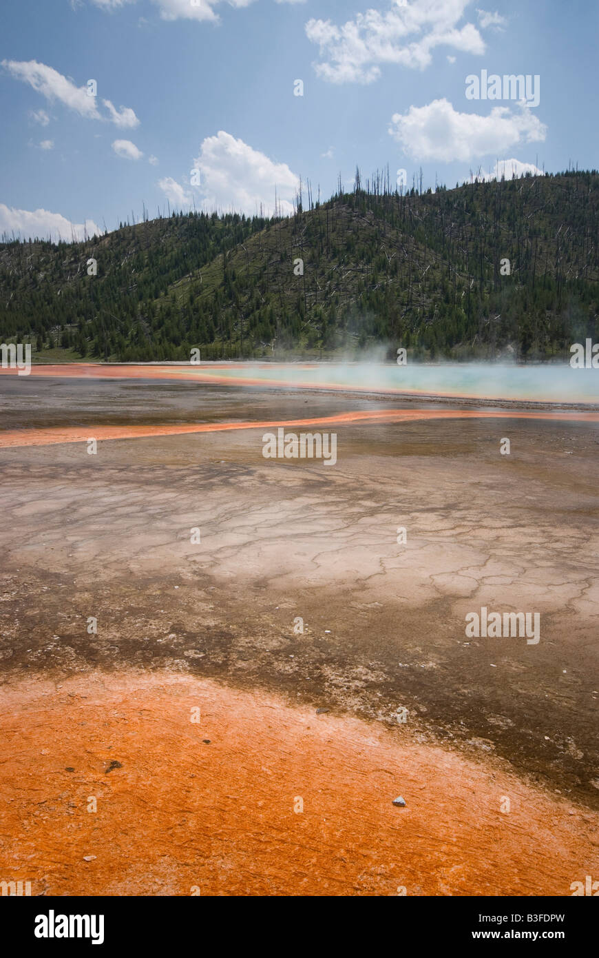 Grand prismatic spring bison hi-res stock photography and images - Alamy