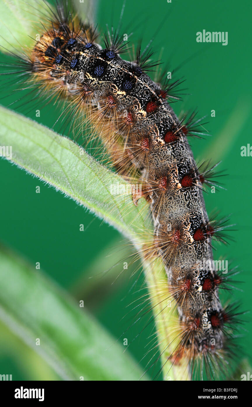 caterpillar of the gypsy moth Lymantria dispar Stock Photo - Alamy