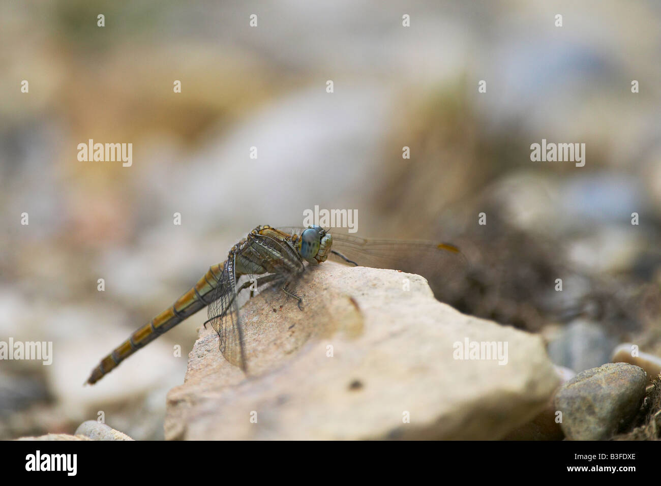 Orthetrum brunneum hi-res stock photography and images - Alamy
