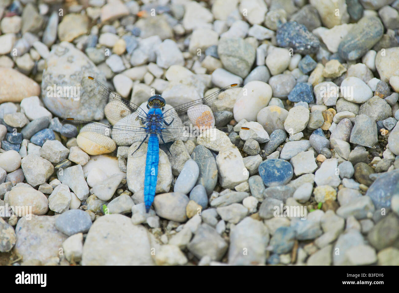 male southern skimmer (Orthetrum brunneum) on pebbles Stock Photo - Alamy