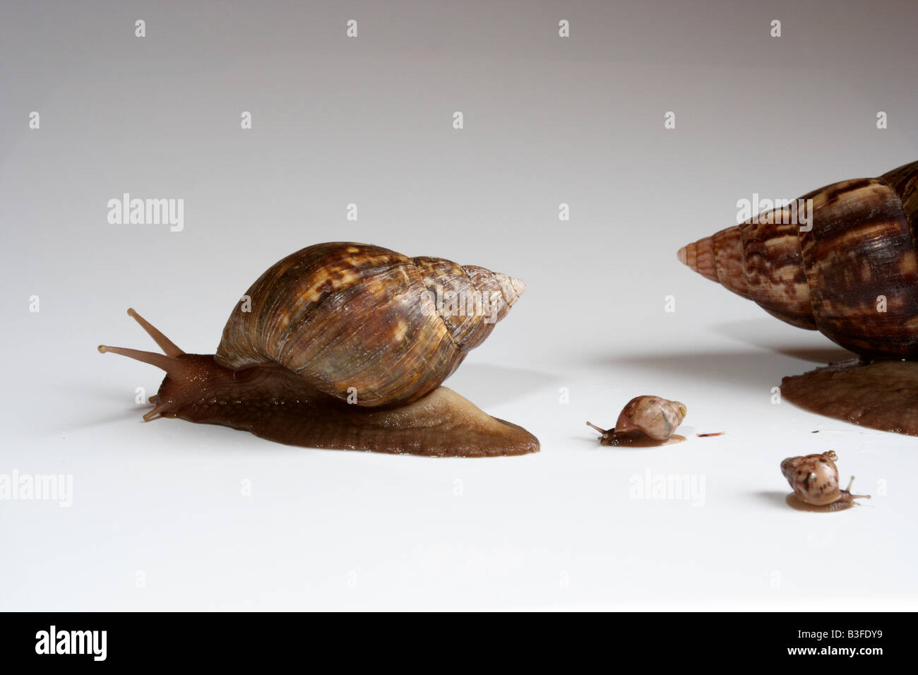 african land snails,snails Stock Photo - Alamy