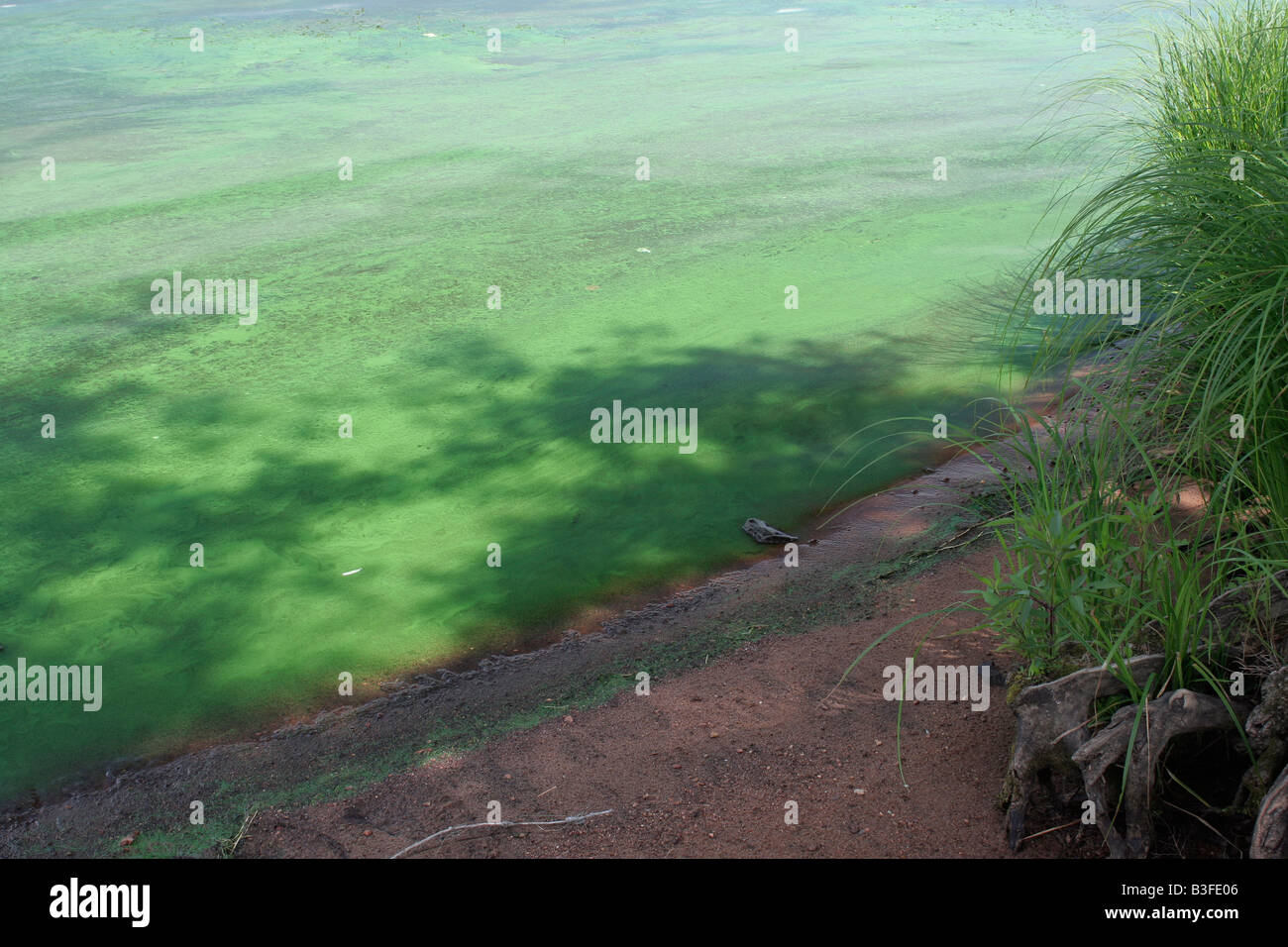 Eutrophication hi-res stock photography and images - Alamy