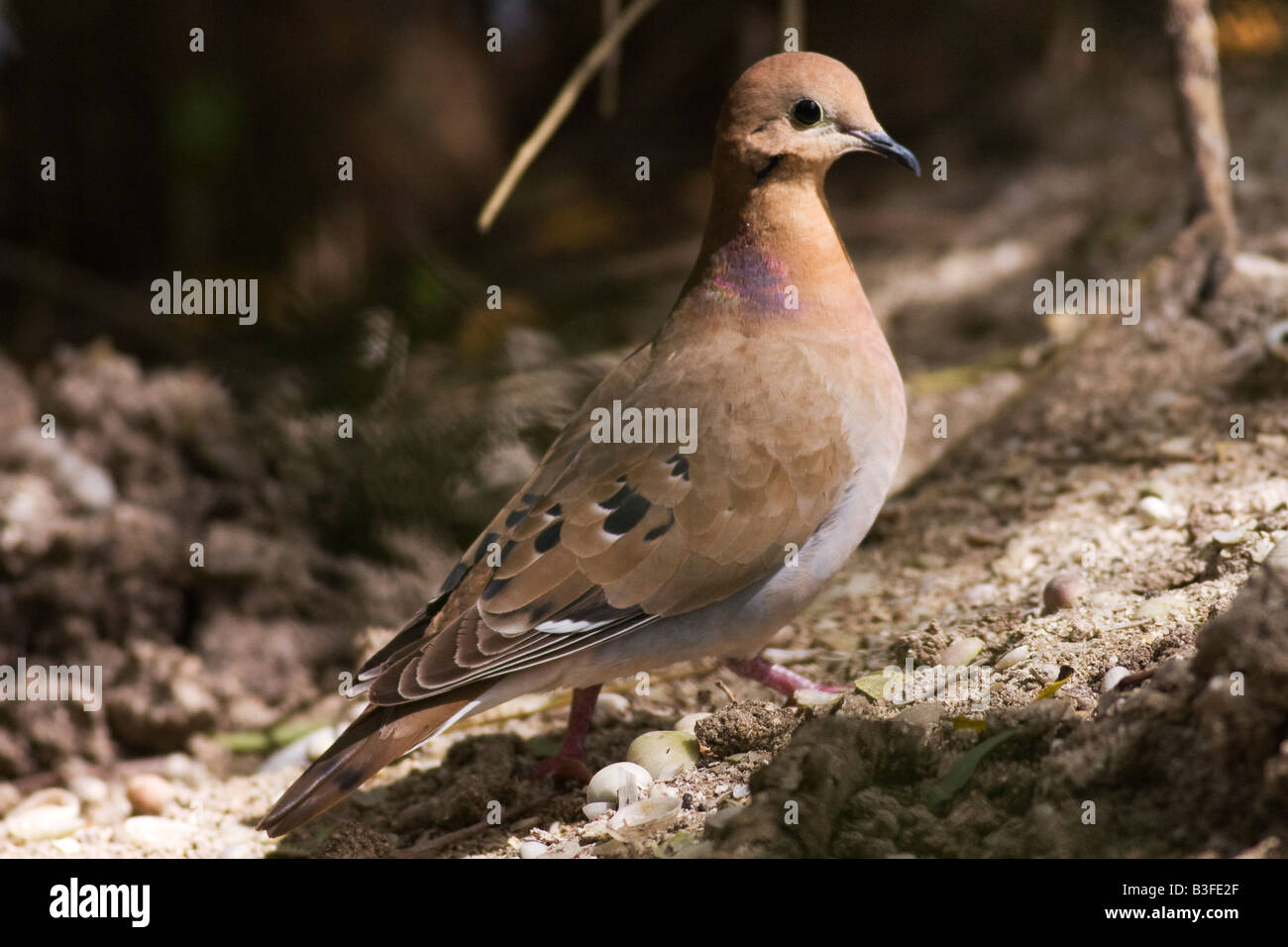 Zenaida dove national bird of anguilla hi-res stock photography and ...